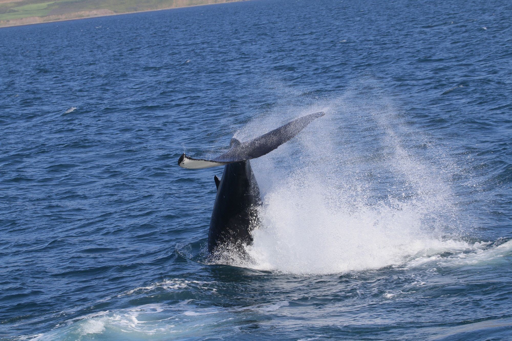 Lobtail | Whale Wise