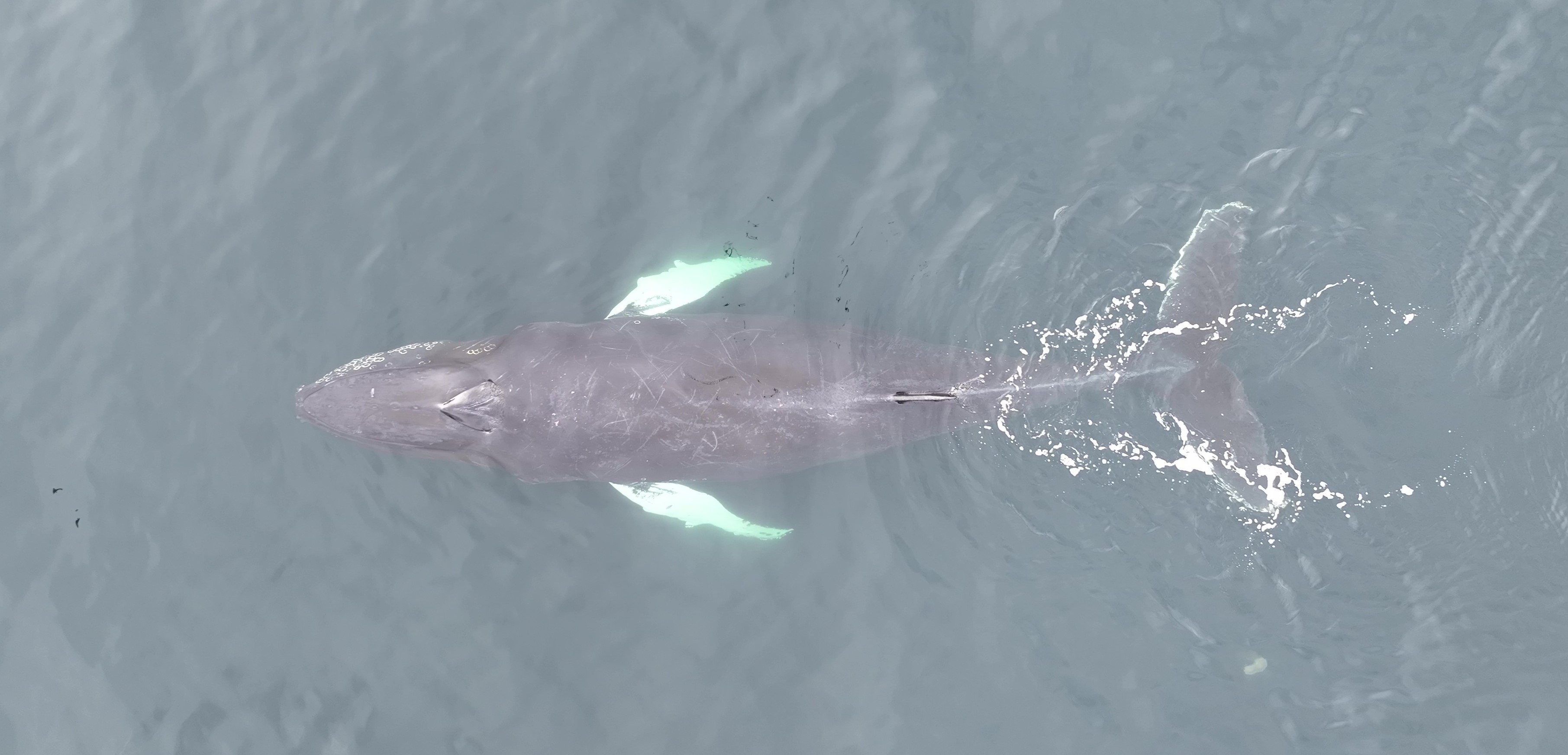 The importance of body condition | Whale Wise