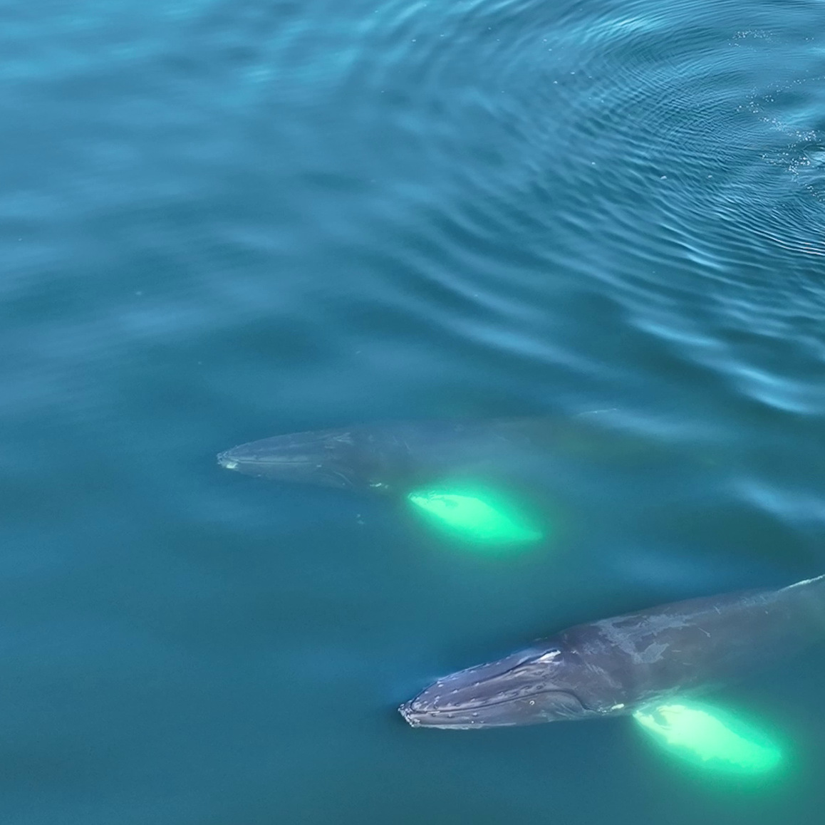 Newsletter archive | Whale Wise