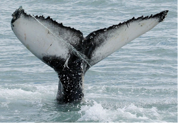 Scars from above | Whale Wise