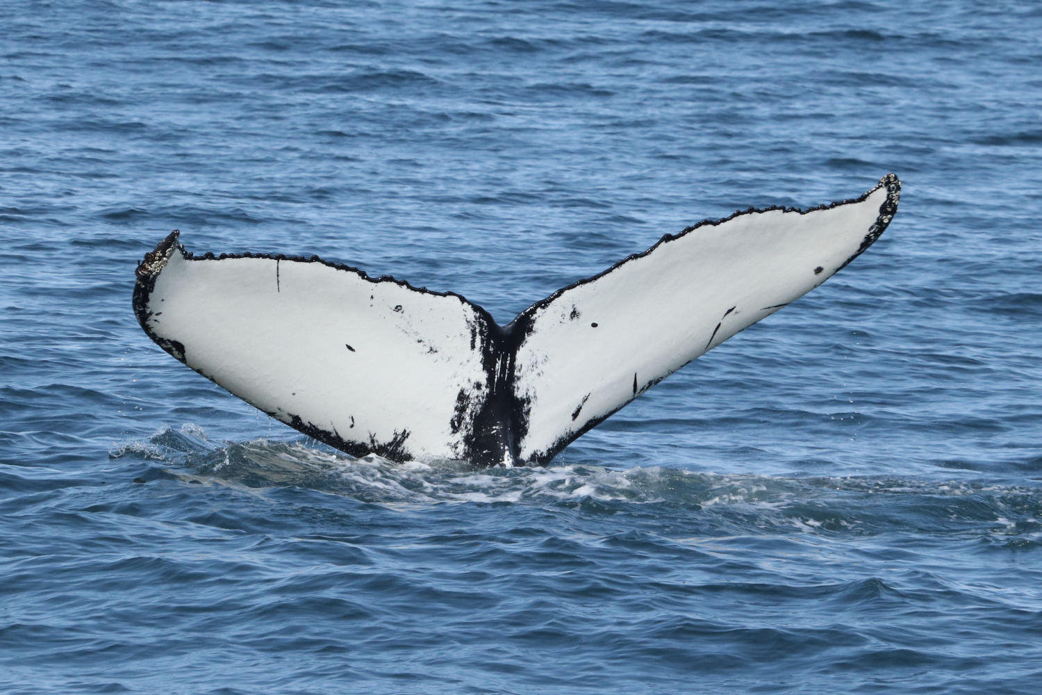 Diatoms | Whale Wise