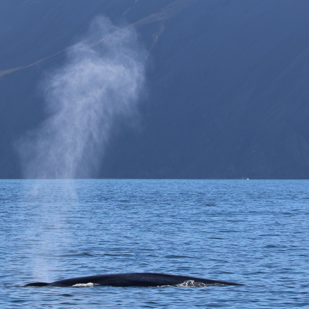 Publications & presentations | Whale Wise
