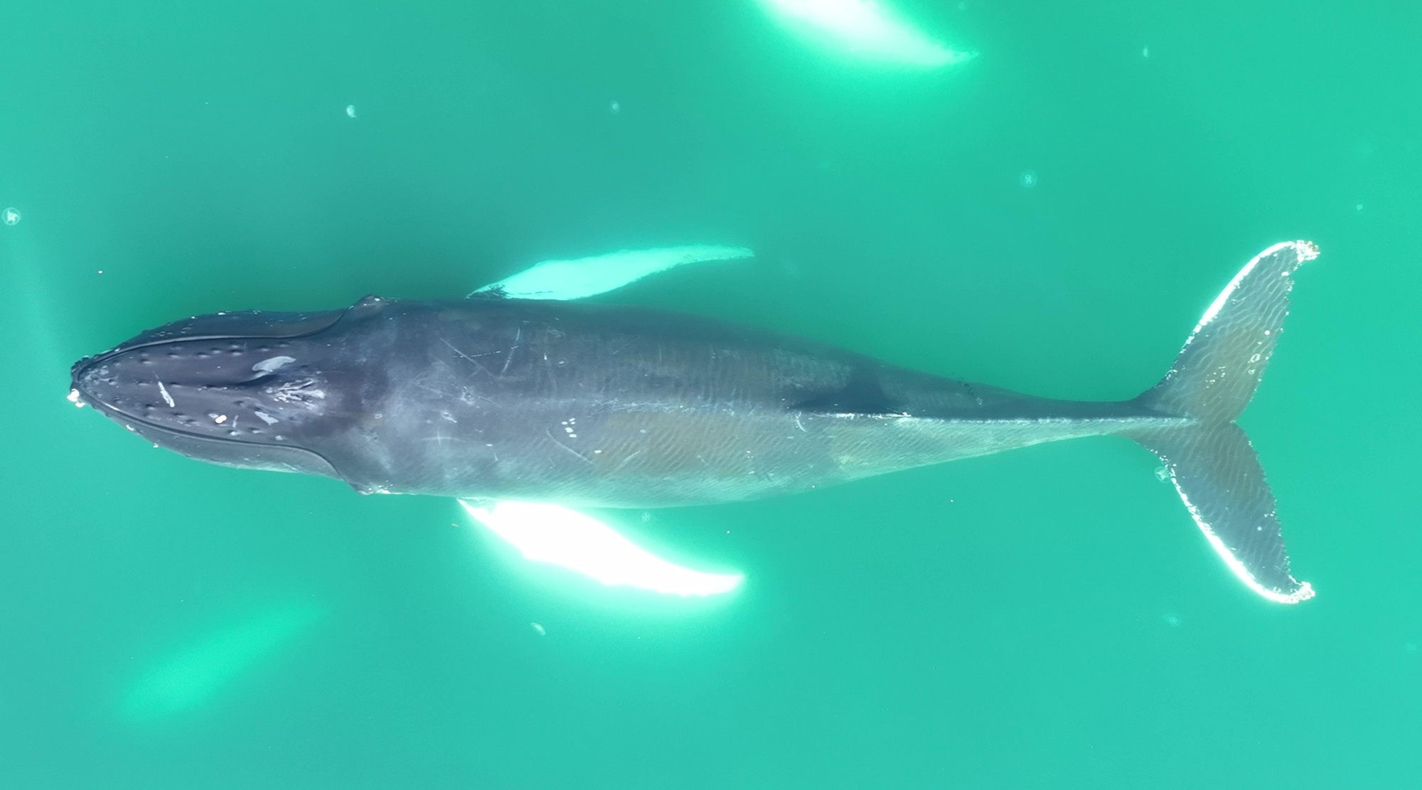 Whales of Ísa | Whale Wise